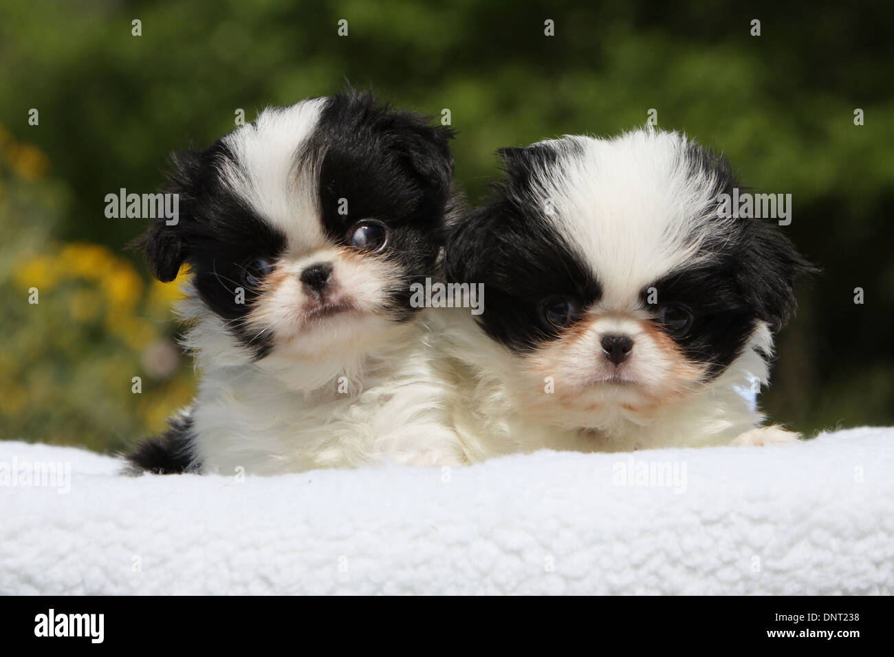dog Japanese Chin / Japanese spaniel two puppies (white and black ...