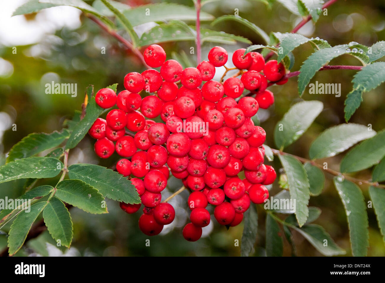 Pyracantha seeds nature hi-res stock photography and images - Alamy