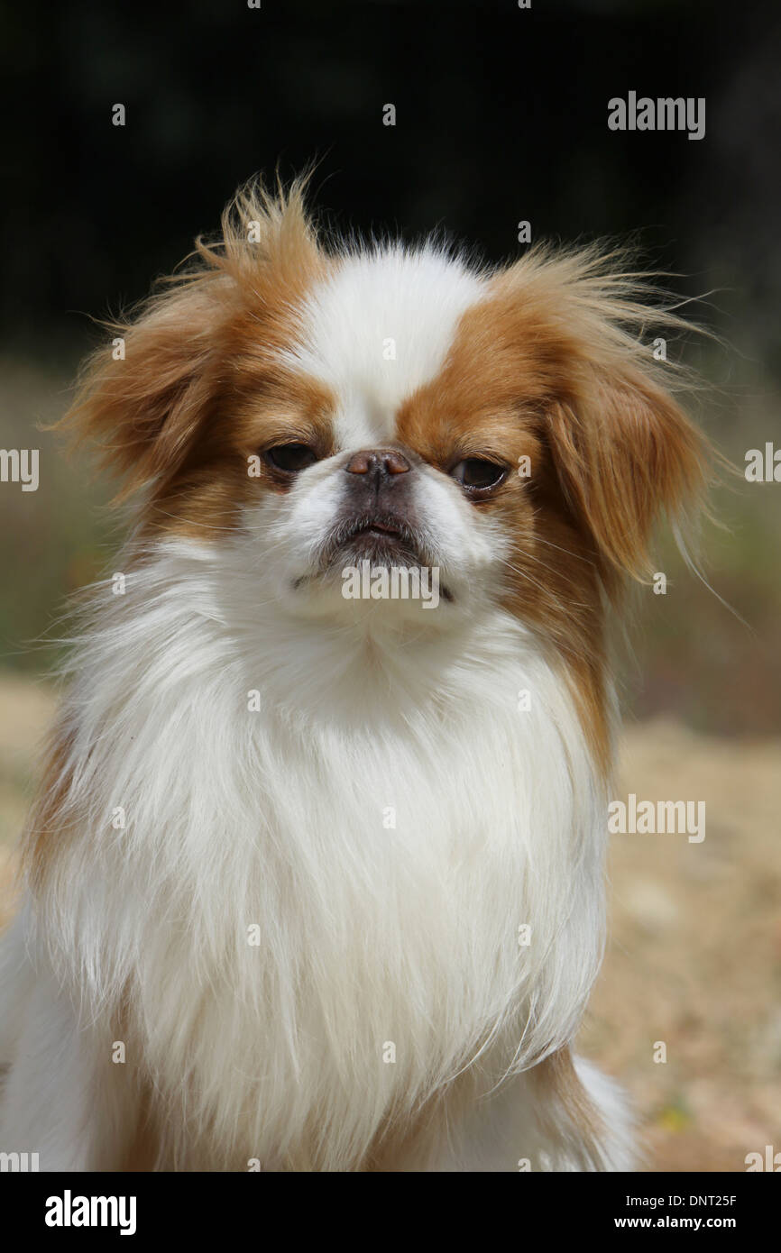 Portrait of japanese spaniel hi-res stock photography and images - Alamy