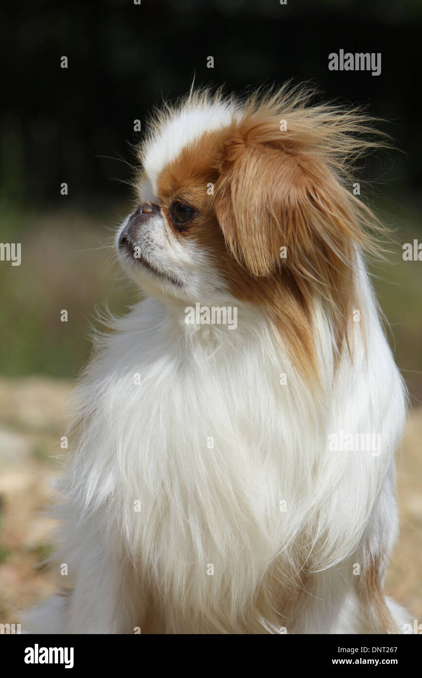 dog Japanese Chin / Japanese spaniel adult portrait profile Stock Photo ...