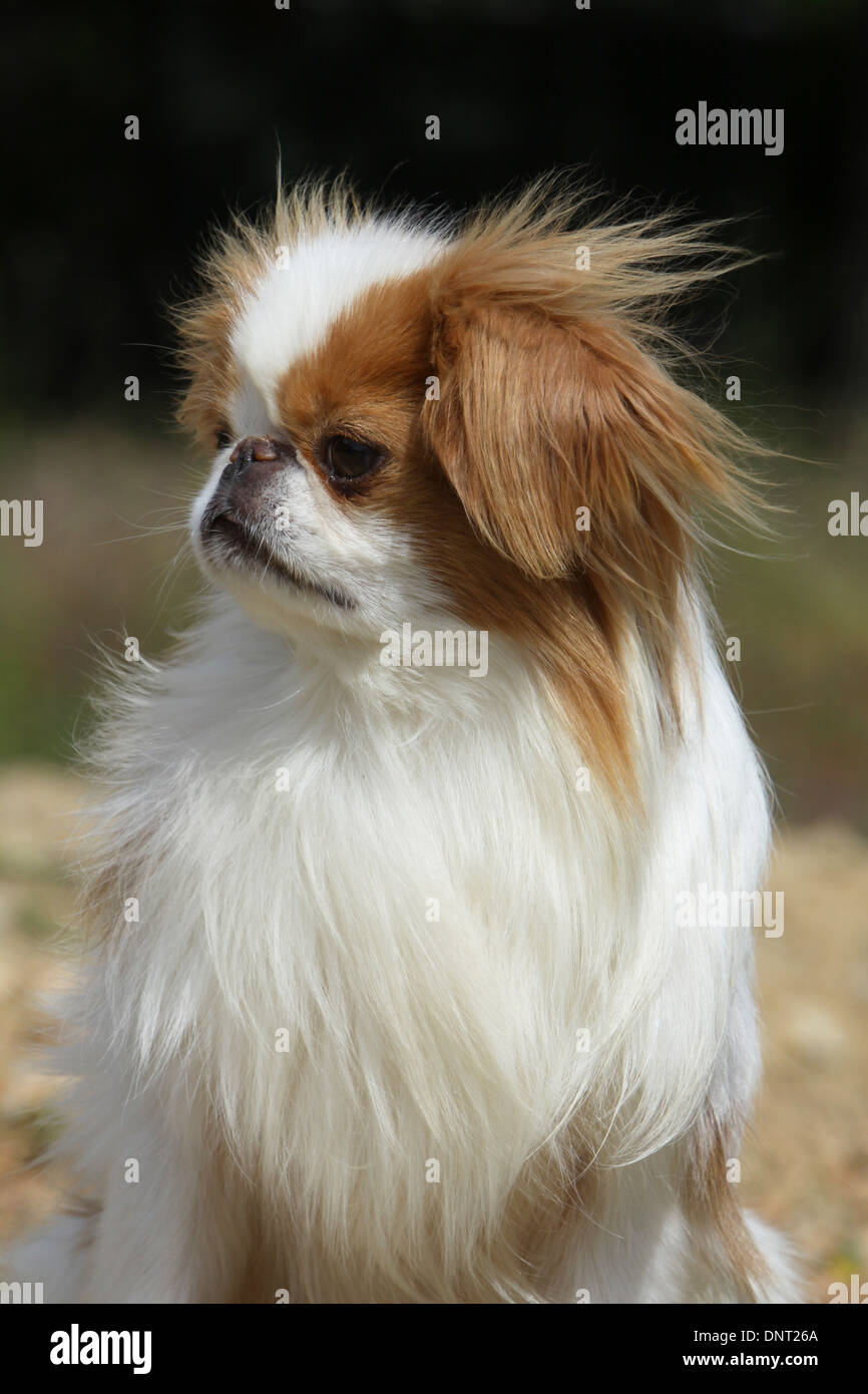 dog Japanese Chin / Japanese spaniel adult portrait Stock Photo - Alamy