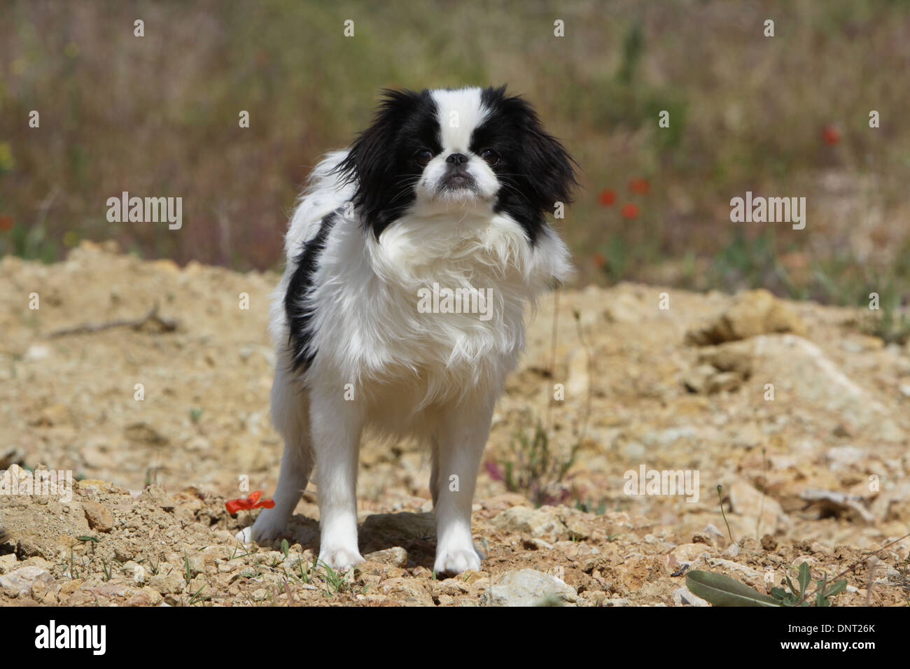 dog Japanese Chin / Japanese spaniel adult (white and black) standing ...
