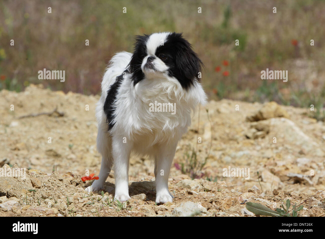 dog Japanese Chin / Japanese spaniel adult (white and black) standing ...