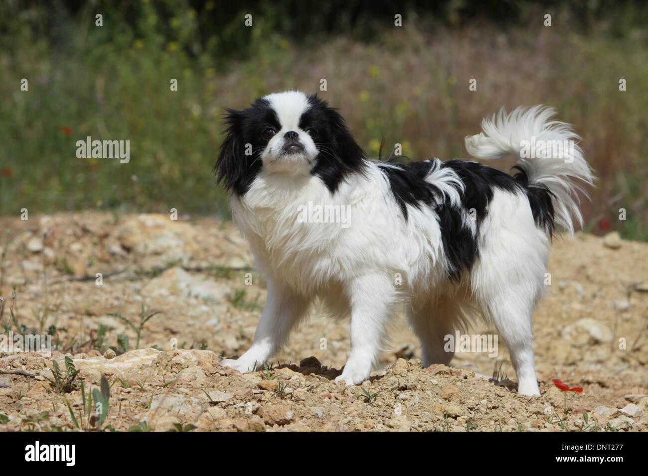 dog Japanese Chin / Japanese spaniel adult (white and black) standing ...
