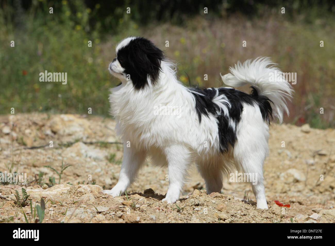 dog Japanese Chin / Japanese spaniel adult (white and black) standing ...