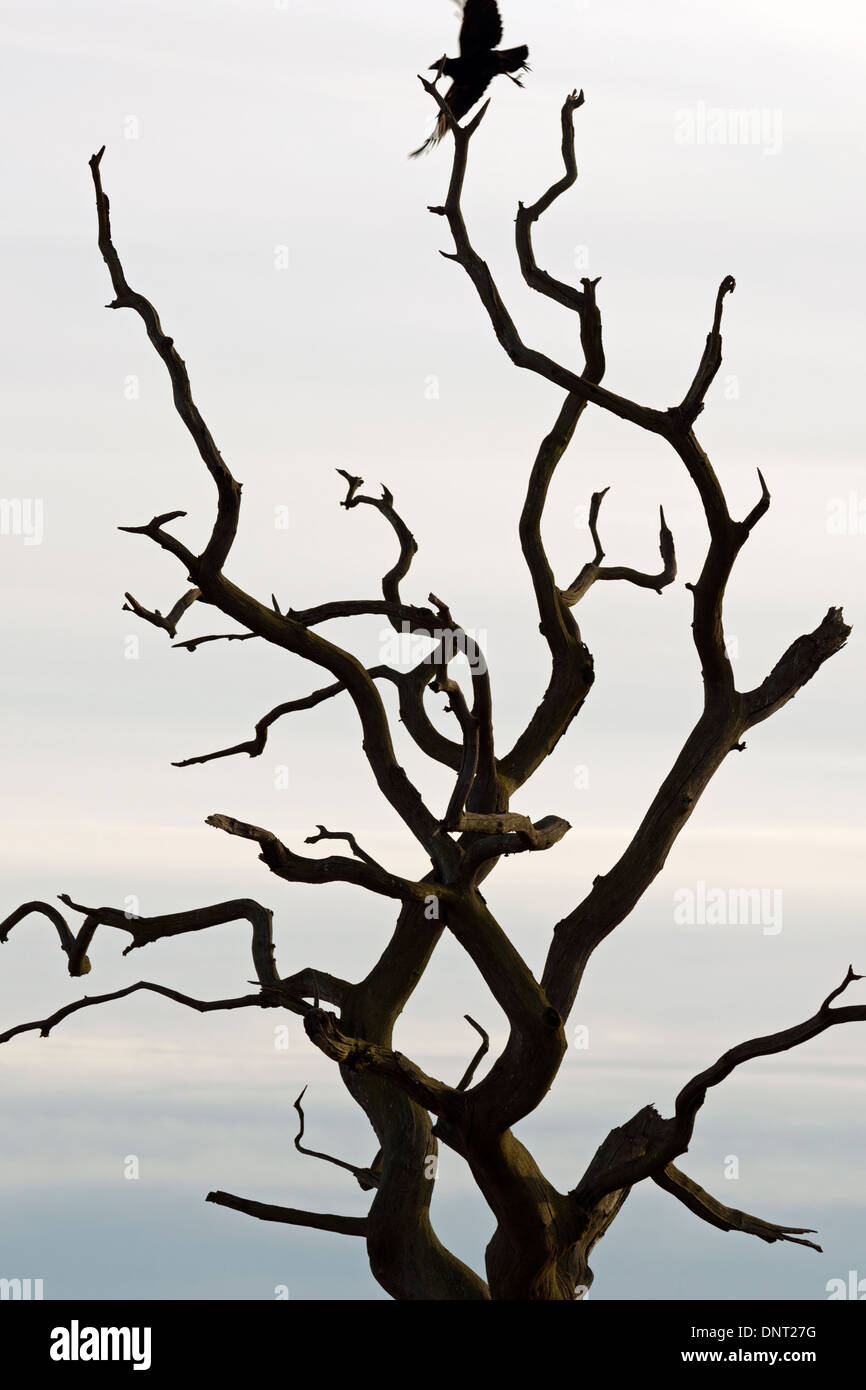 Dead tree beside the river Alde, Snape, Suffolk, UK Stock Photo - Alamy