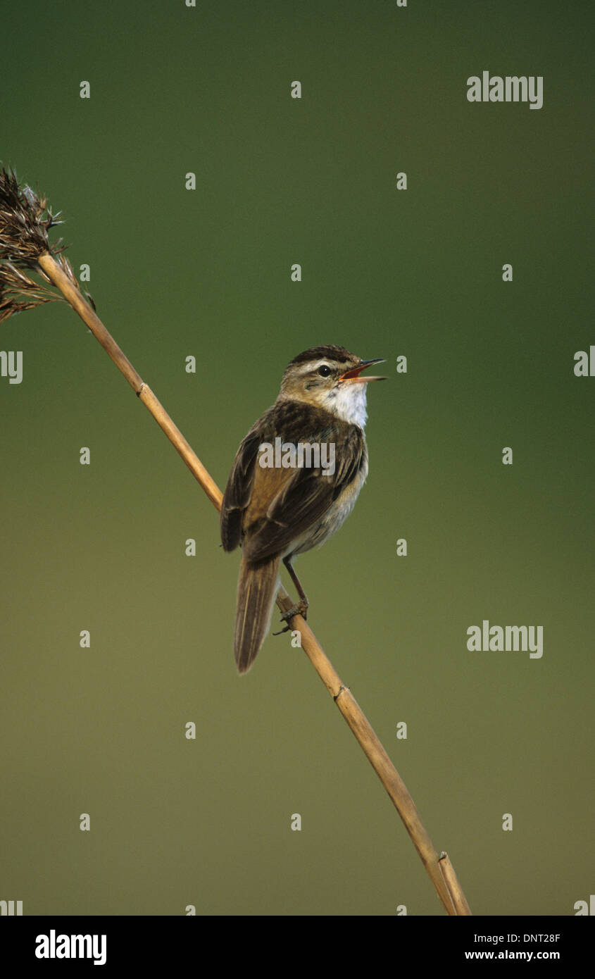 SEDGE WARBLER (Acrocephalus schoenobaenus) adult male singing Marshside ...