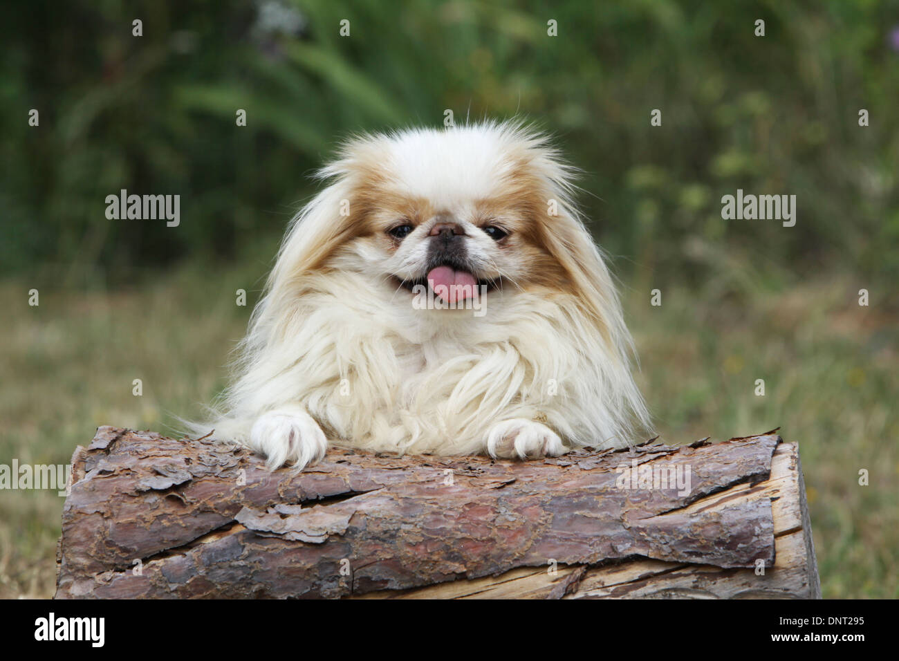 dog Japanese Chin / Japanese spaniel adult ( white and sable ) lying on ...