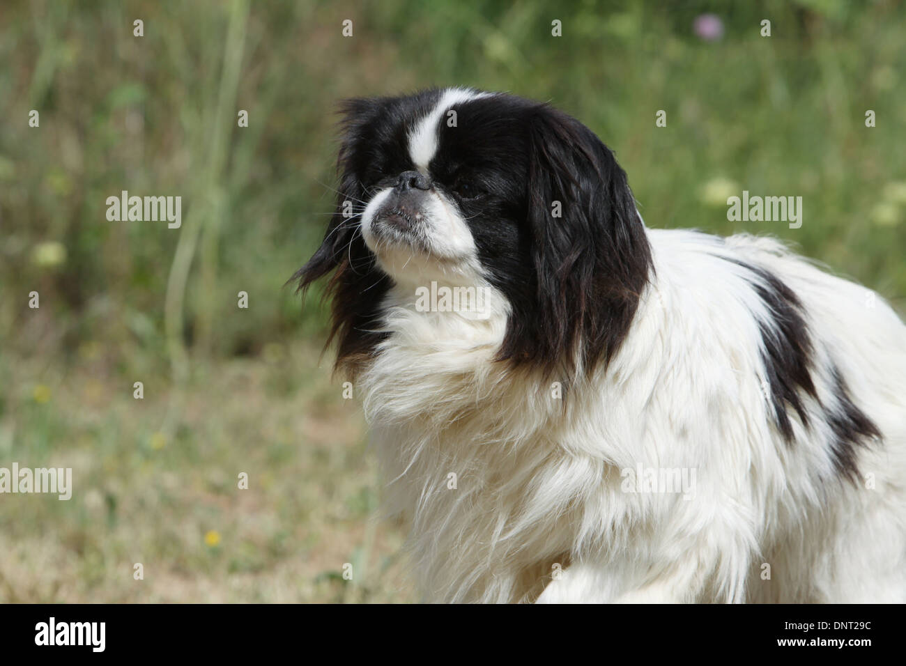 Dog japanese chin japanese spaniel hi-res stock photography and images ...