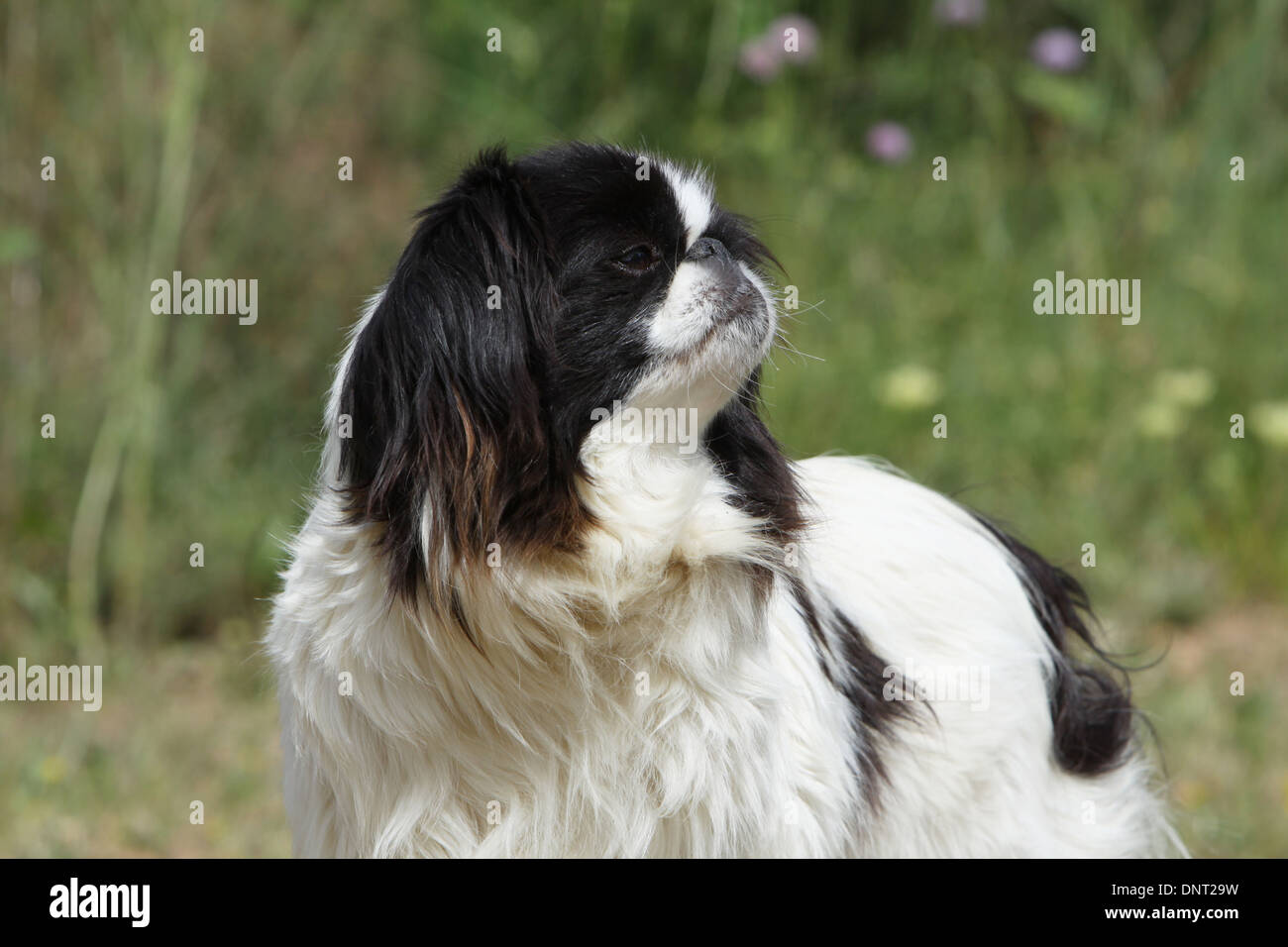 dog Japanese Chin / Japanese spaniel adult portrait Stock Photo - Alamy