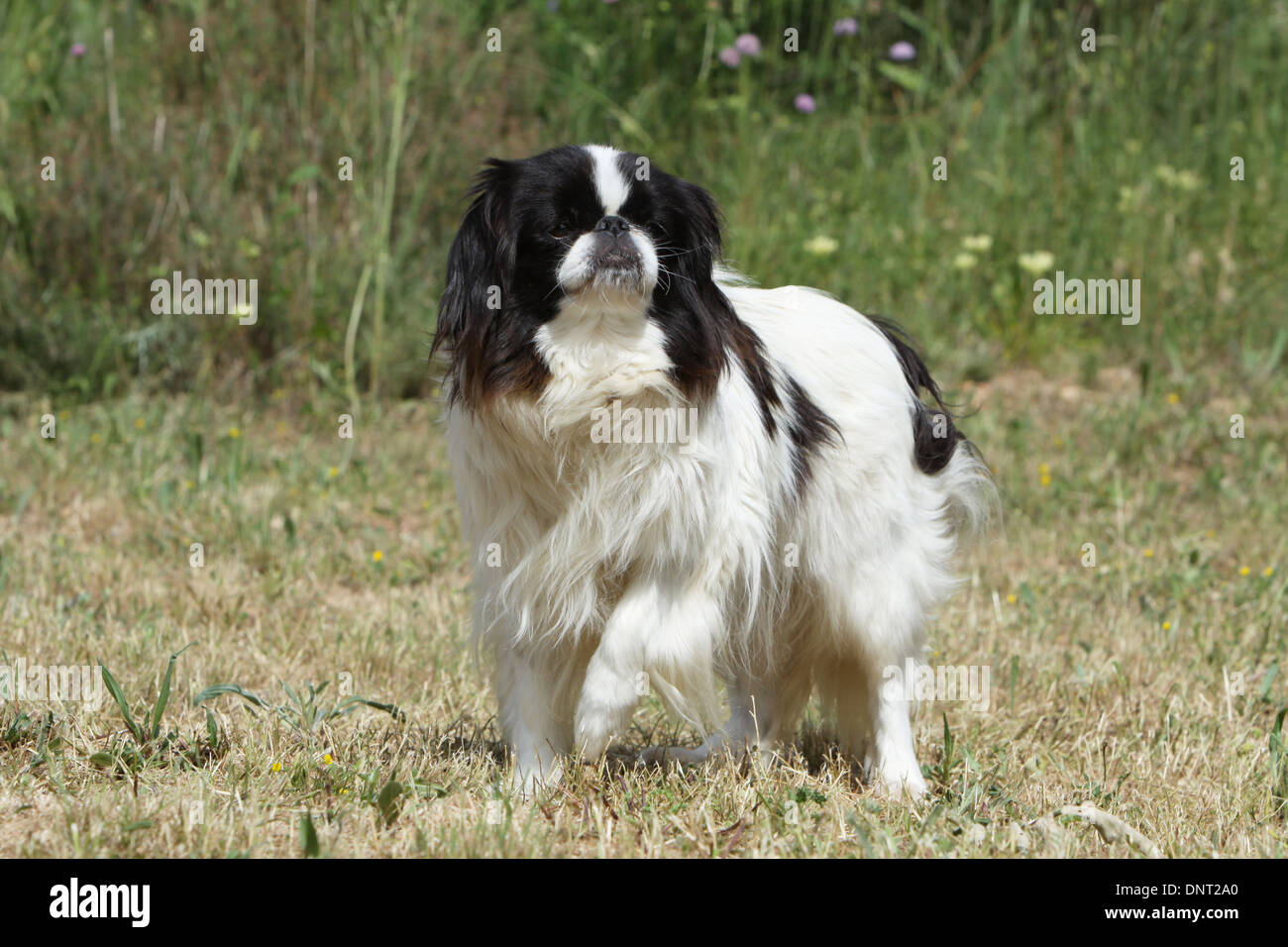 dog Japanese Chin / Japanese spaniel adult (white and black) standing ...