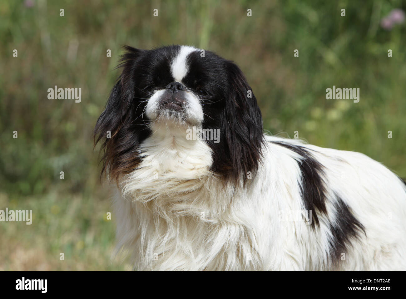 Dog japanese chin japanese spaniel hi-res stock photography and images ...