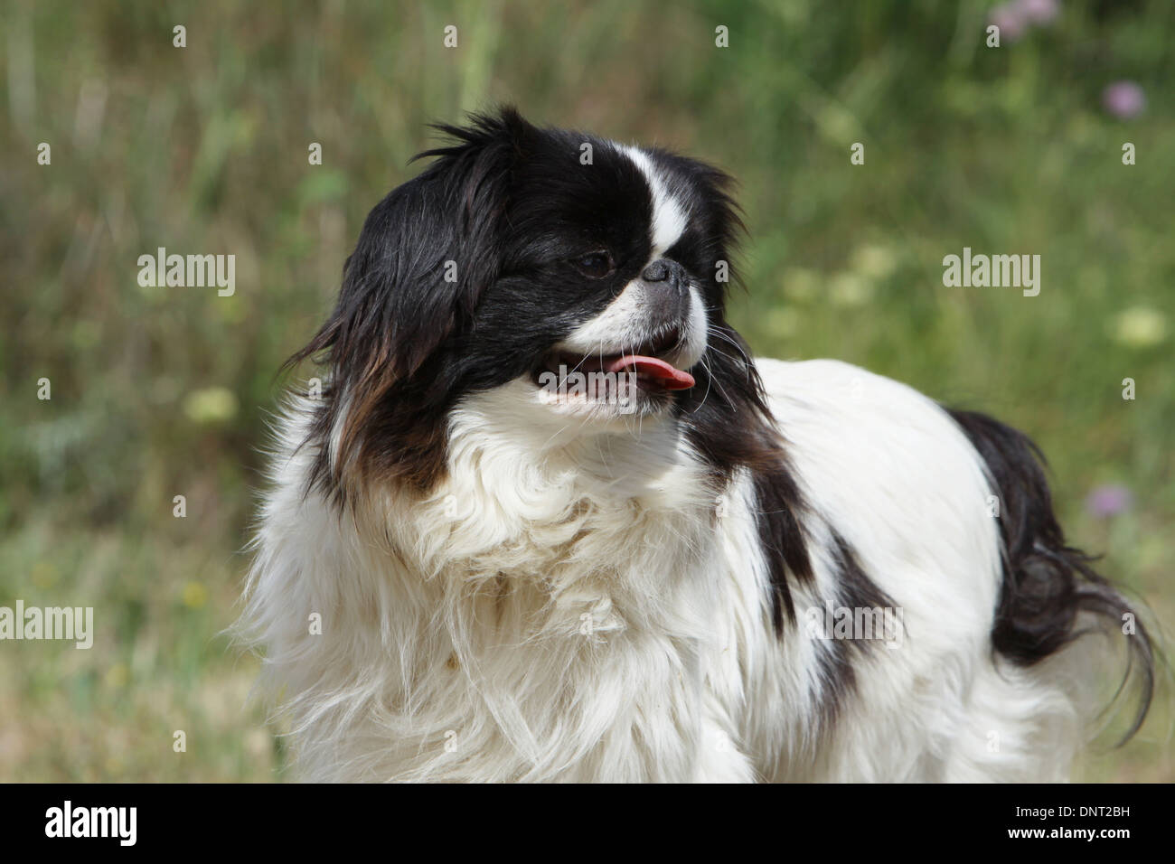 dog Japanese Chin / Japanese spaniel adult portrait Stock Photo - Alamy