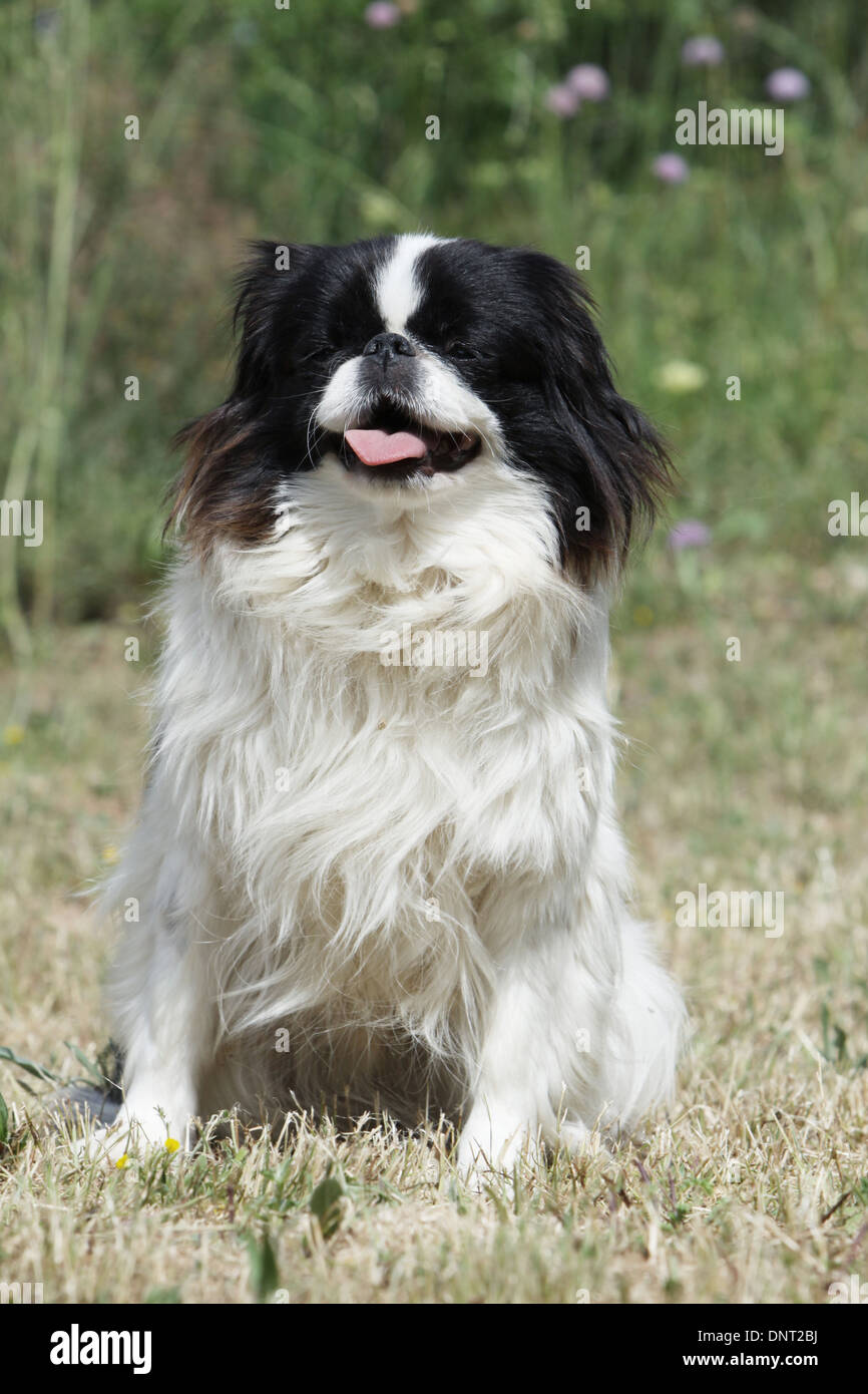 dog Japanese Chin / Japanese spaniel adult (white and black) sitting in ...