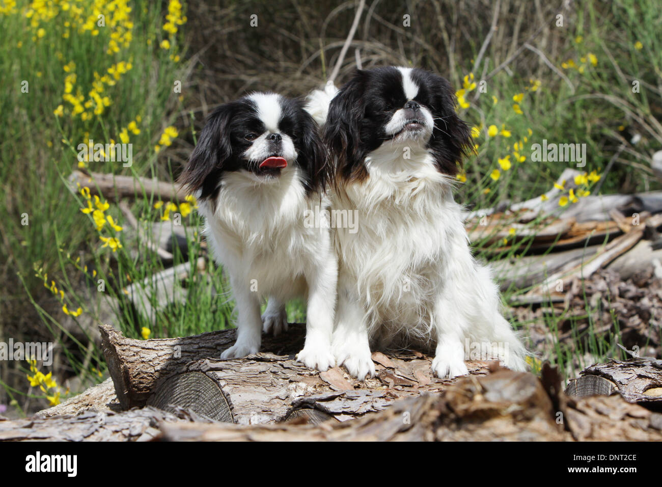 dog Japanese Chin / Japanese spaniel two adults (white and black) on a ...