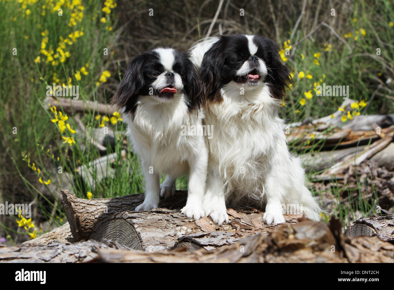 dog Japanese Chin / Japanese spaniel two adults (white and black) on a ...