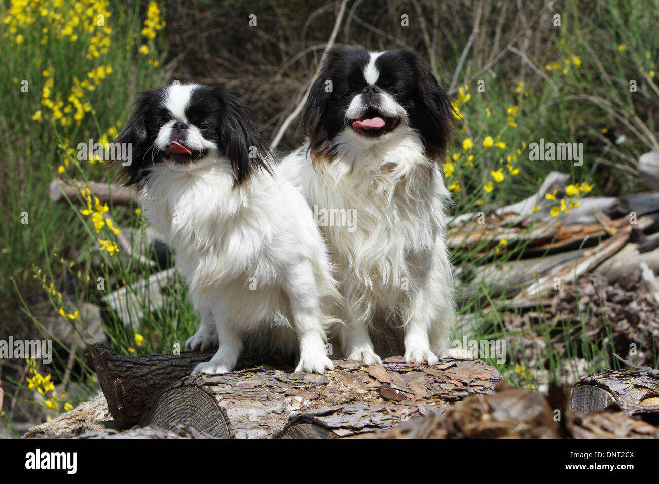 dog Japanese Chin / Japanese spaniel two adults (white and black ...