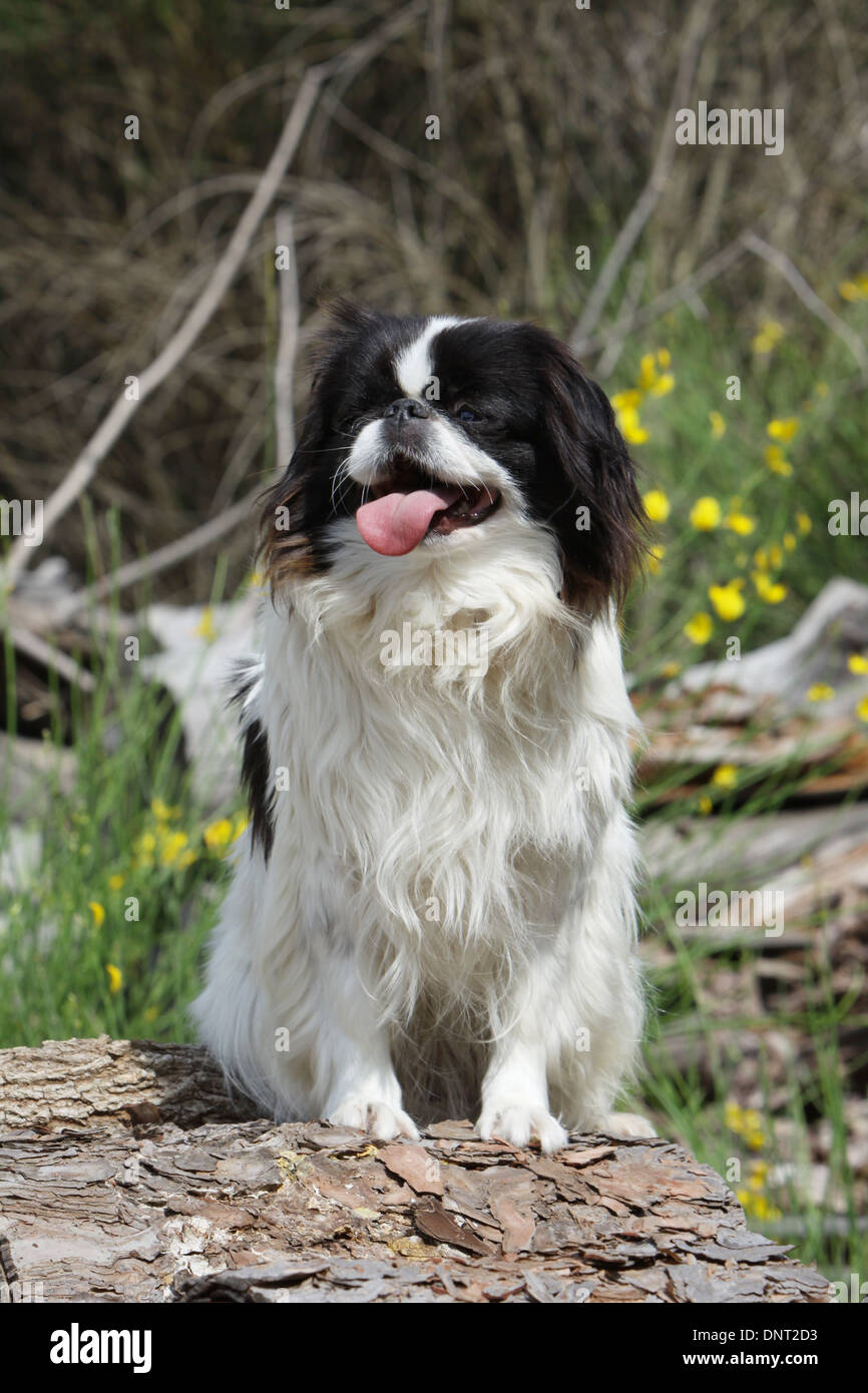 dog Japanese Chin / Japanese spaniel adult (white and black) sitting on ...