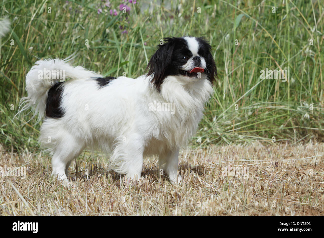 dog Japanese Chin / Japanese spaniel adult (white and black) standing ...