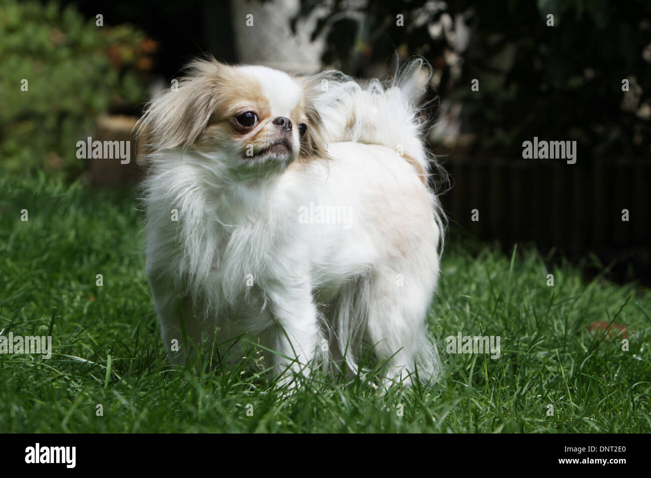 dog Japanese Chin / Japanese spaniel adult (red & white) standing in a ...