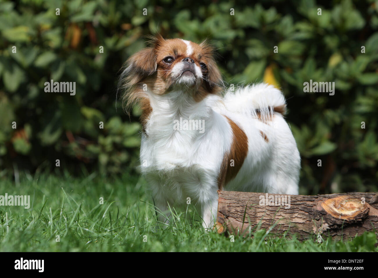 dog Japanese Chin / Japanese spaniel adult (red & white) standing in a ...