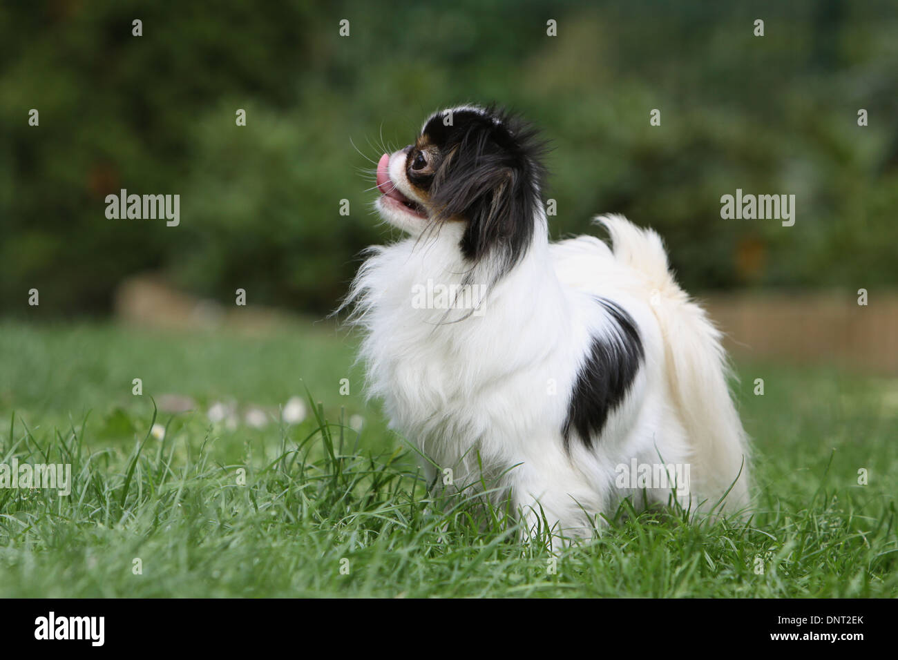 dog Japanese Chin / Japanese spaniel adult (white and black) standing ...