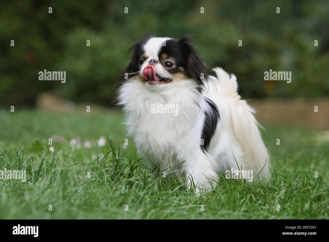 dog Japanese Chin / Japanese spaniel adult (white and black) standing ...