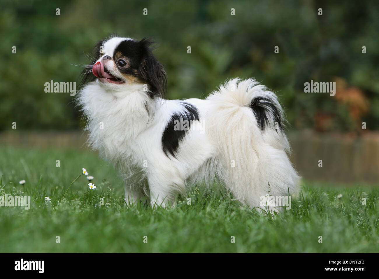 dog Japanese Chin / Japanese spaniel adult (white and black) standing ...