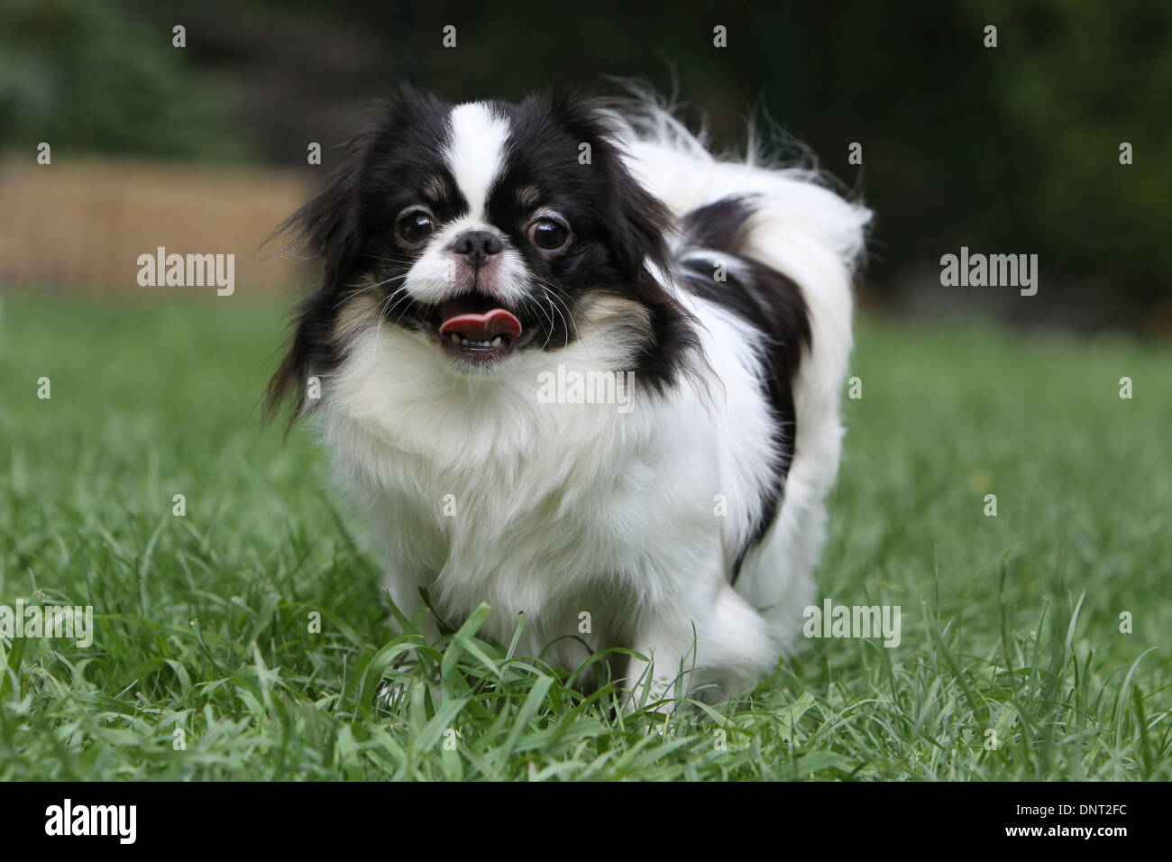 dog Japanese Chin / Japanese spaniel adult (white and black) standing ...