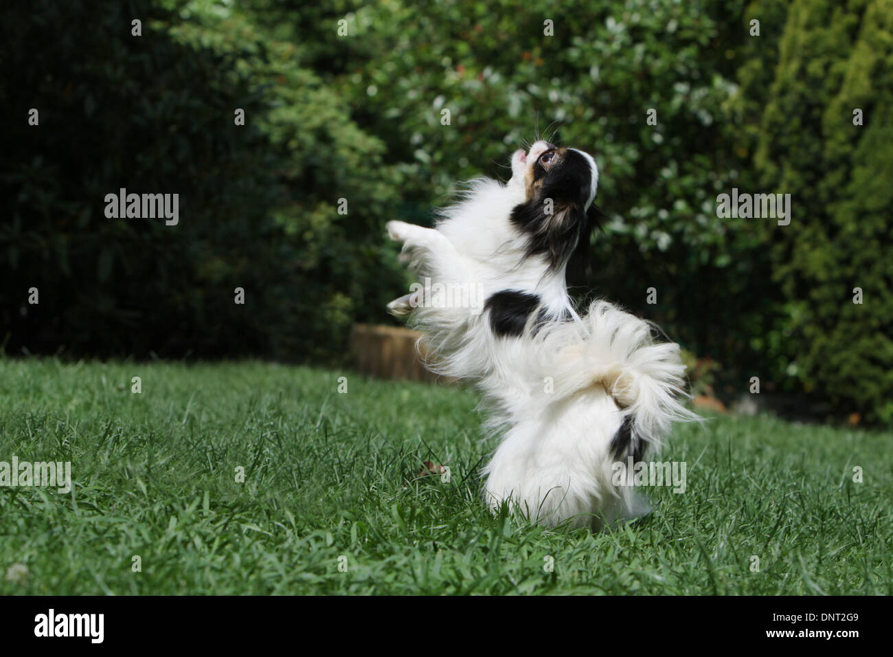 dog Japanese Chin / Japanese spaniel adult (white and black) standing ...