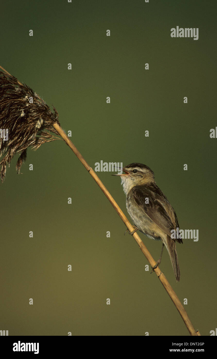 SEDGE WARBLER (Acrocephalus schoenobaenus) adult male singing Marshside ...
