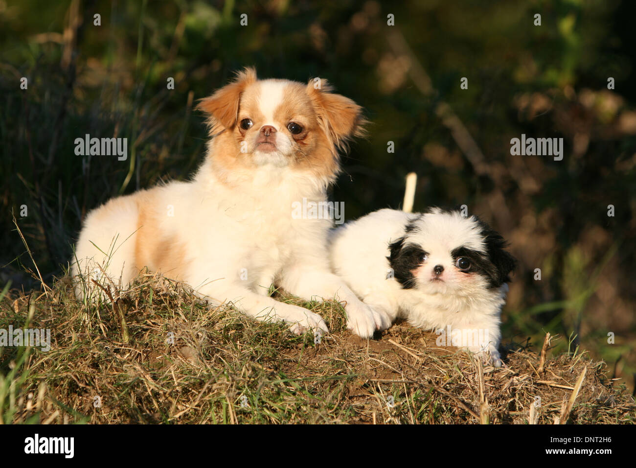 dog Japanese Chin / Japanese spaniel adult and puppy (different colors ...
