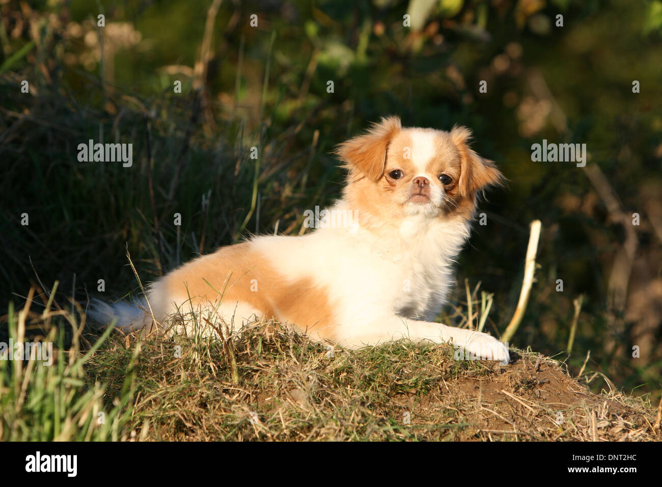 dog Japanese Chin / Japanese spaniel adult ( white and red ) lying on ...