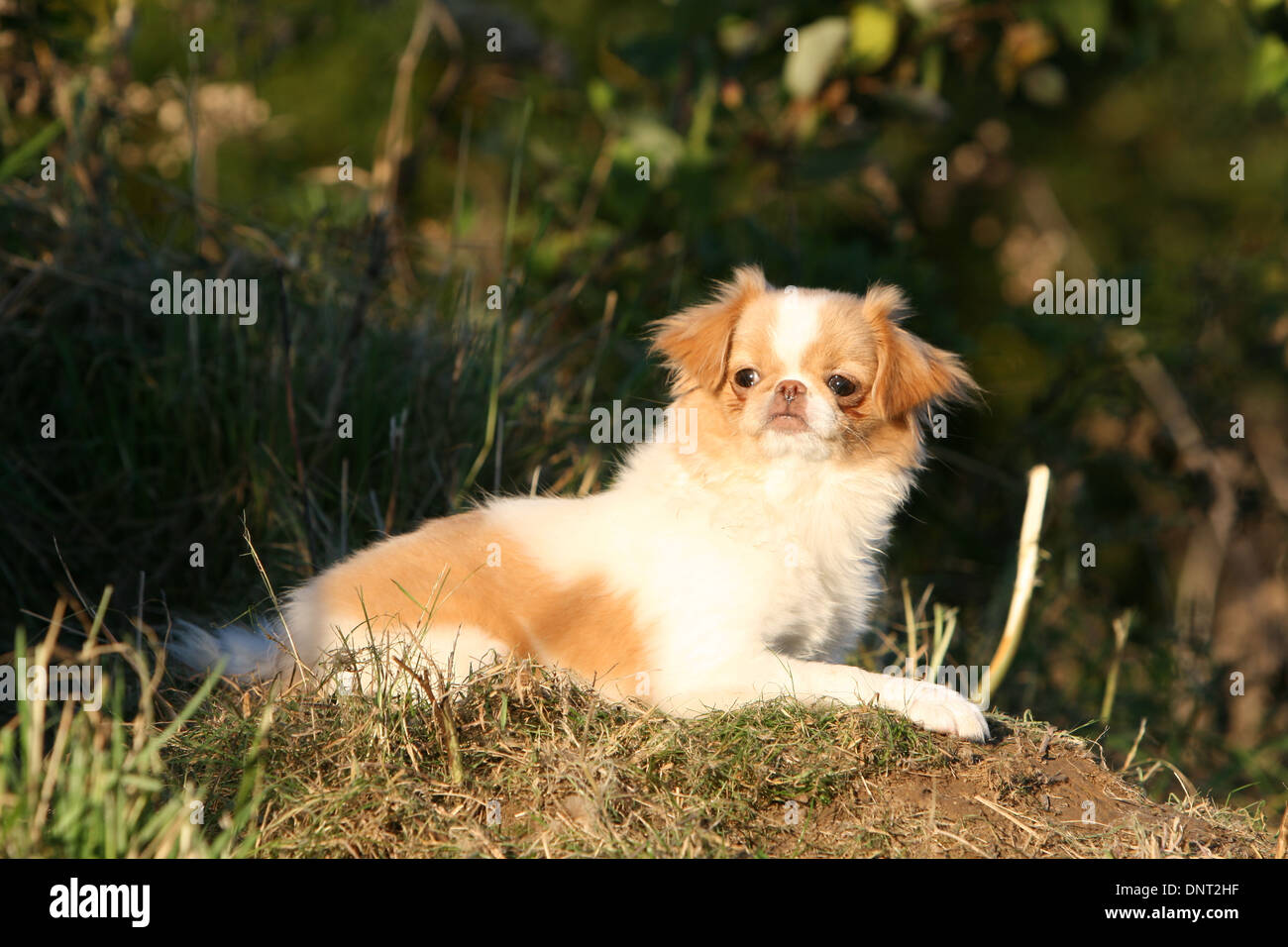 dog Japanese Chin / Japanese spaniel adult ( white and red ) lying on ...