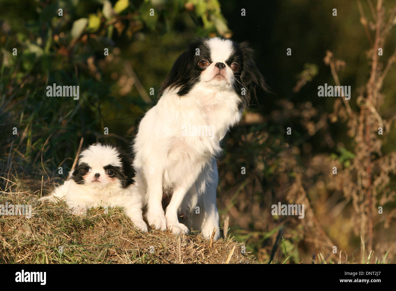 dog Japanese Chin / Japanese spaniel adult and puppy (white and black ...