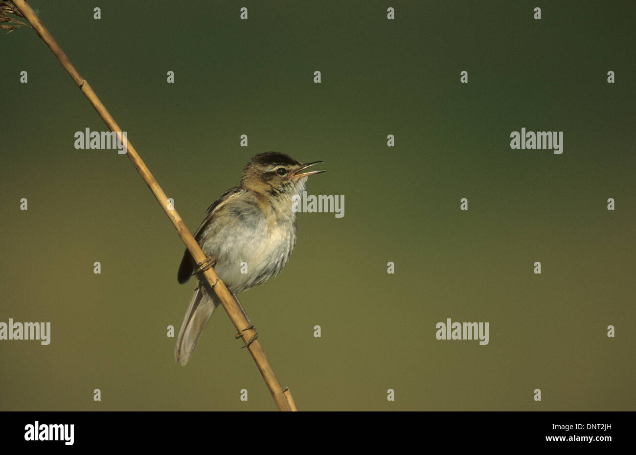 SEDGE WARBLER (Acrocephalus schoenobaenus) adult male singing Marshside ...