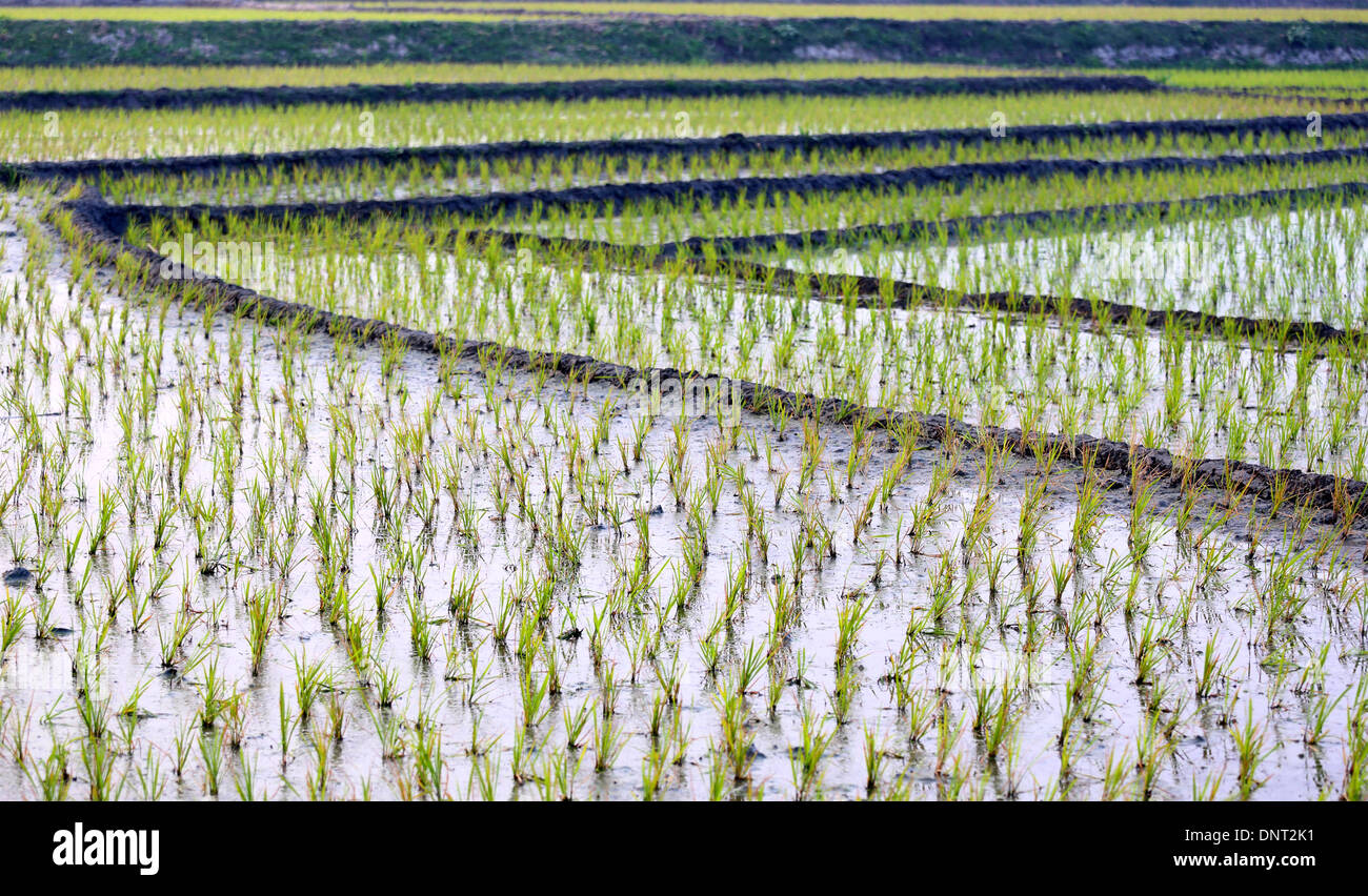 View of cultivated field of rice in rural area of Bangladesh Stock ...