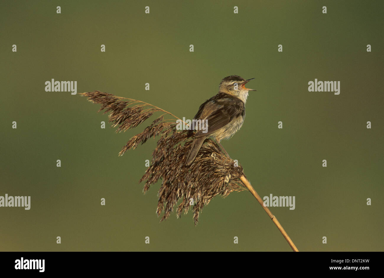 SEDGE WARBLER (Acrocephalus schoenobaenus) adult male singing Marshside ...