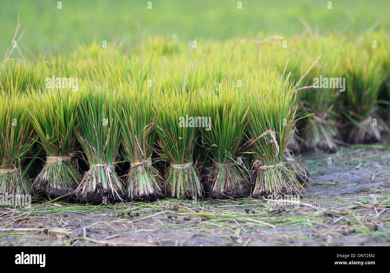 View of cultivated field with paddy seedling Stock Photo - Alamy