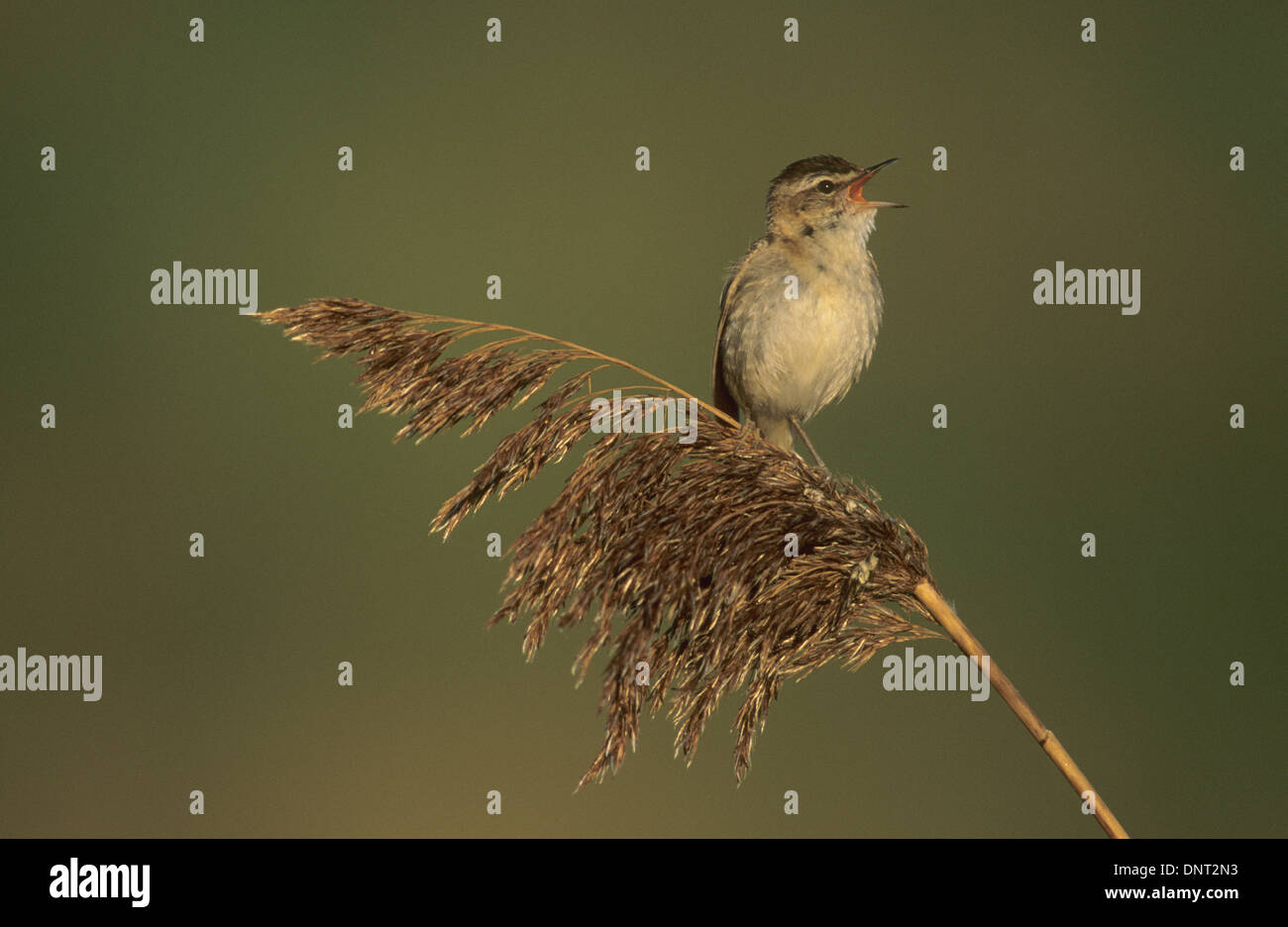 SEDGE WARBLER (Acrocephalus schoenobaenus) adult male singing Marshside ...