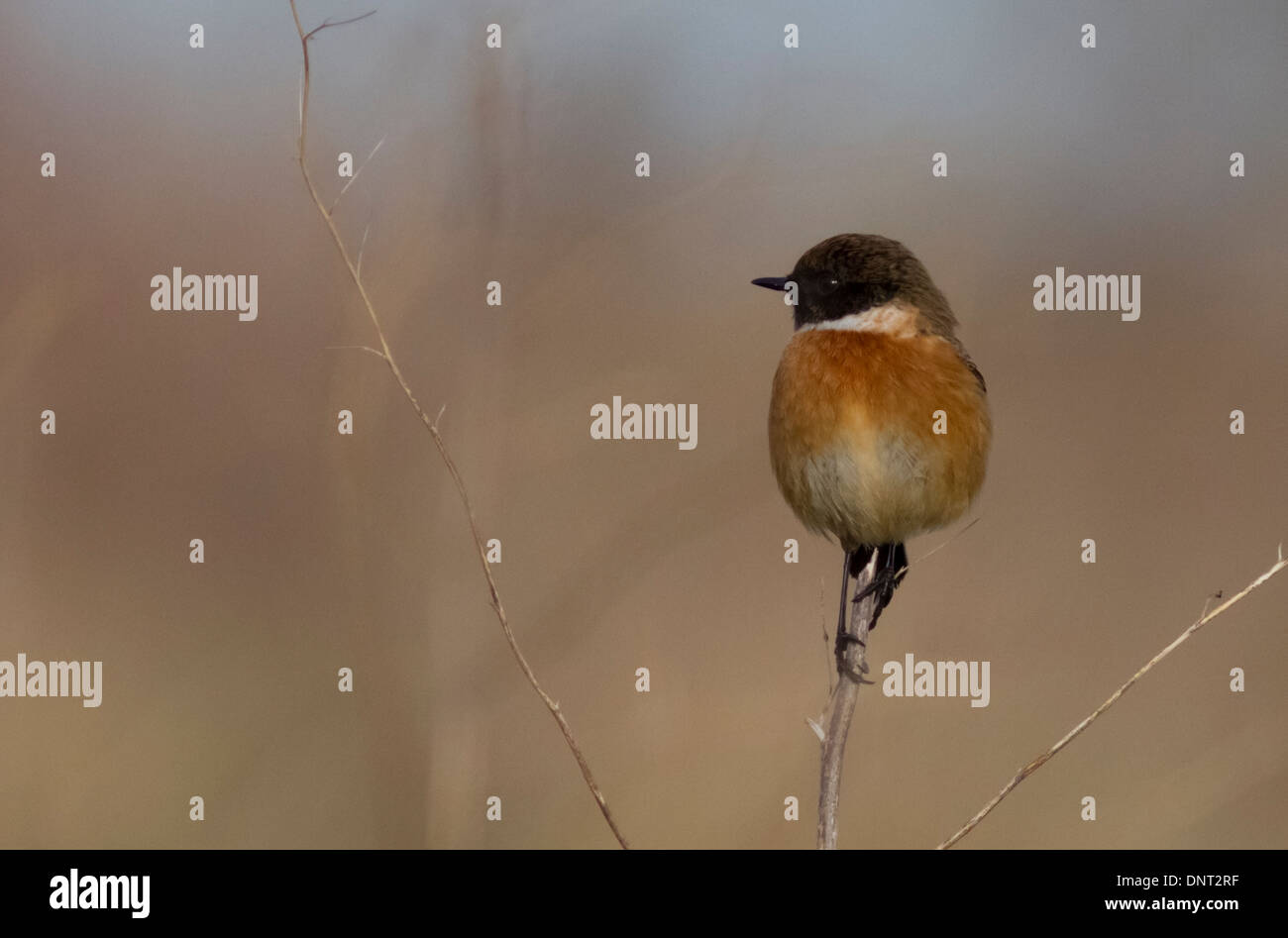 Male Stonechat Saxicola Rubicola Stock Photo - Alamy