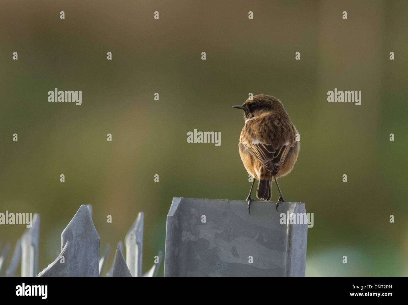 Stonechat Saxicola Rubicola RSPB Stock Photo - Alamy