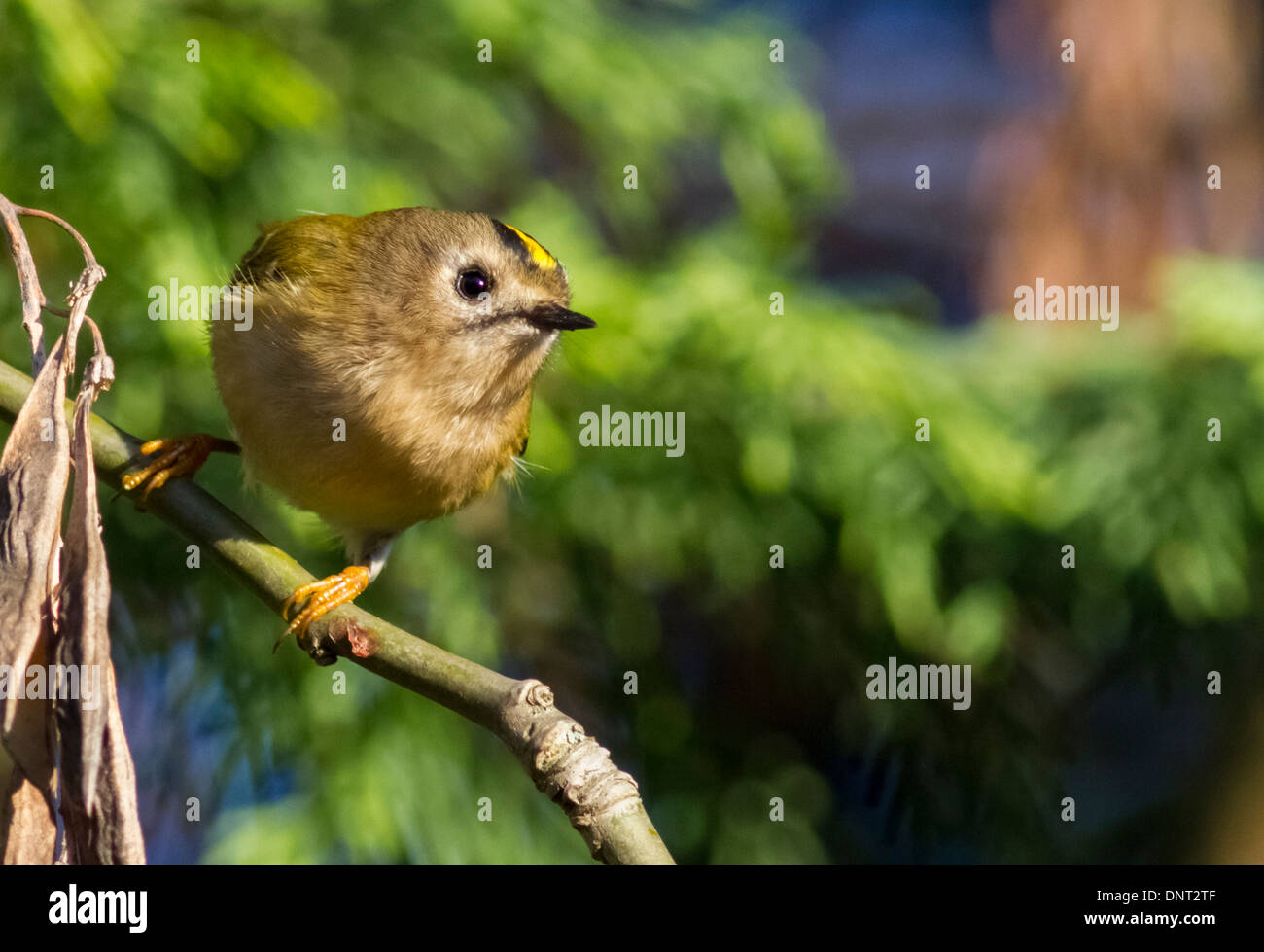 Regulus regulus bird hi-res stock photography and images - Alamy