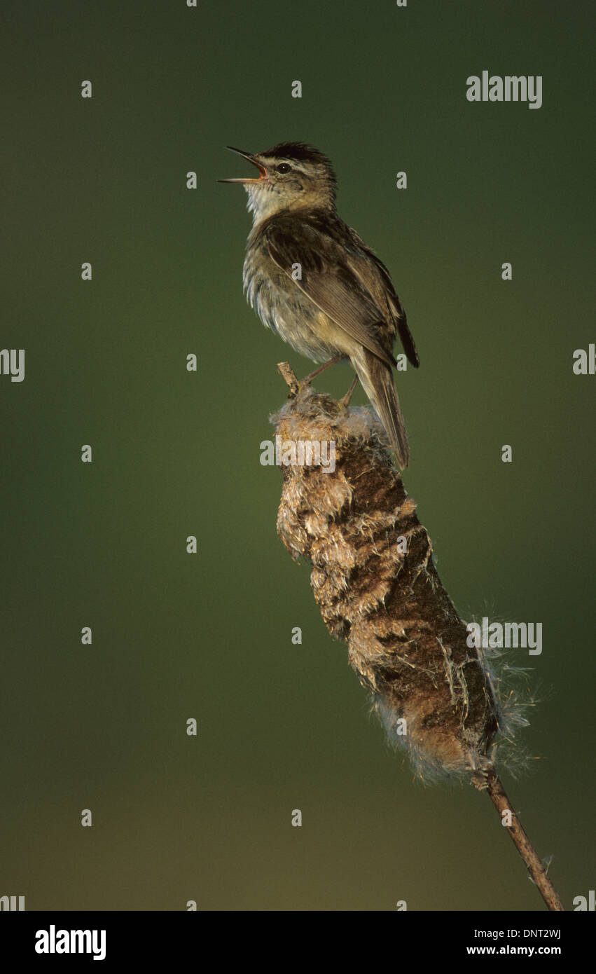SEDGE WARBLER (Acrocephalus schoenobaenus) adult male singing Marshside ...