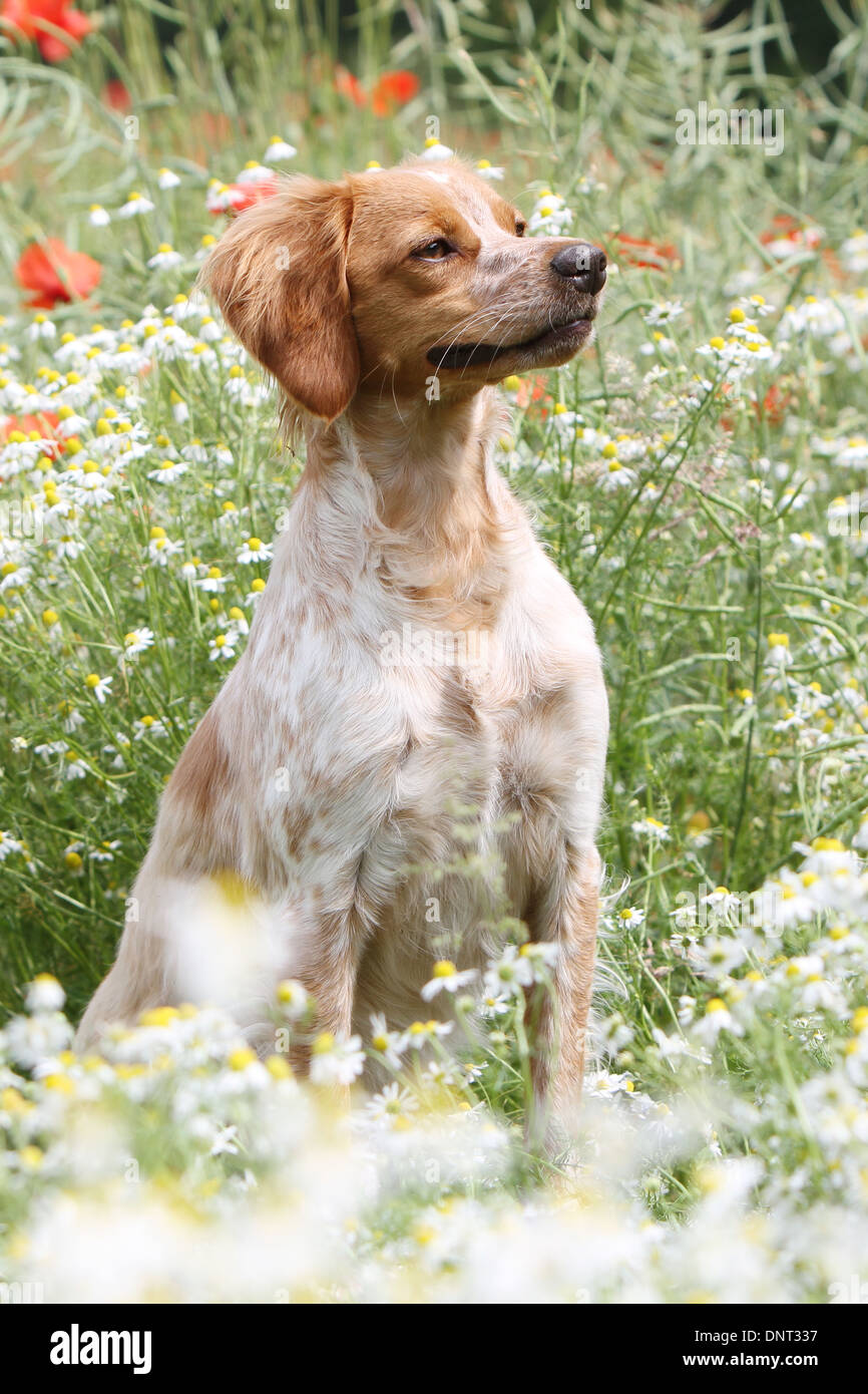 Dog Brittany Spaniel / Epagneul breton adult (orange and white) sitting ...