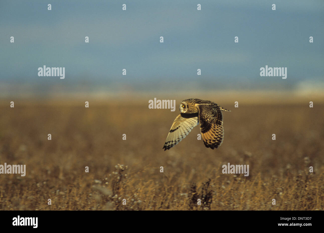 Ribble marshes national nature reserve hi-res stock photography and ...