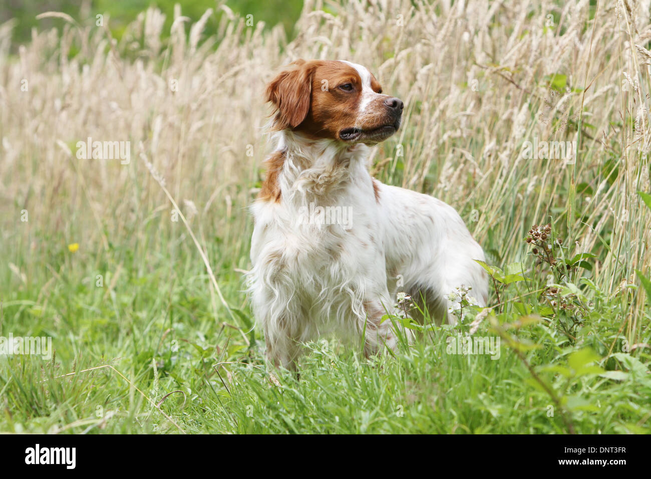 Dog Brittany Spaniel Epagneul Breton Adult Orange And White