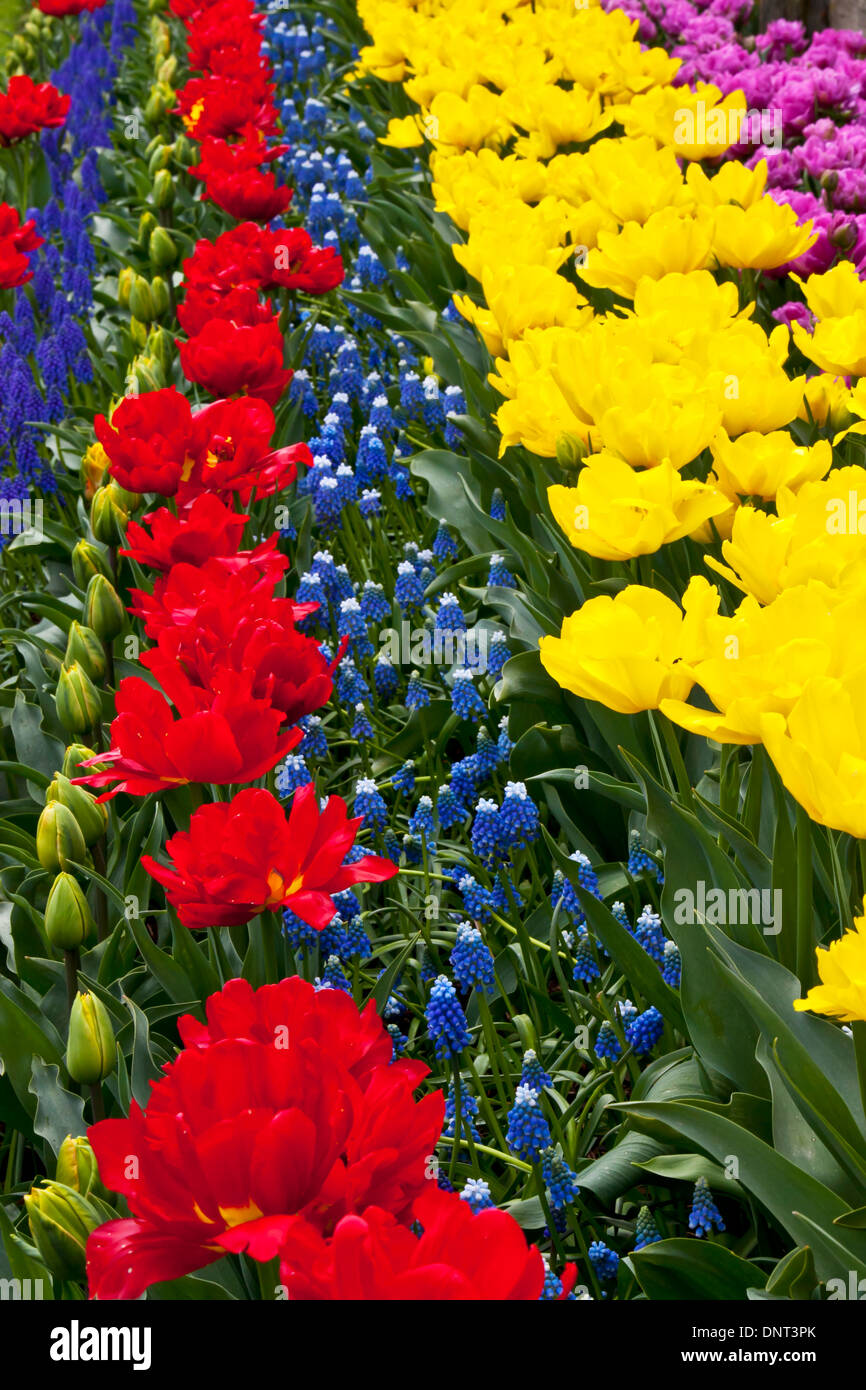 Tulips in bloom during the Skagit Valley Tulip Festival in Mount Vernon ...