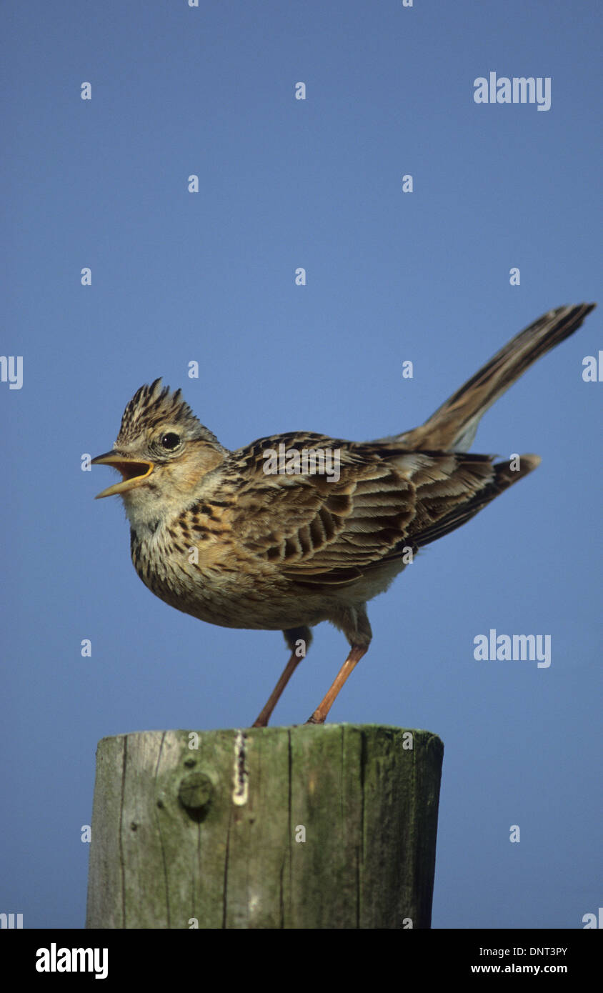 SKYLARK (Alauda arvensis) adult male singing perched on fence post ...