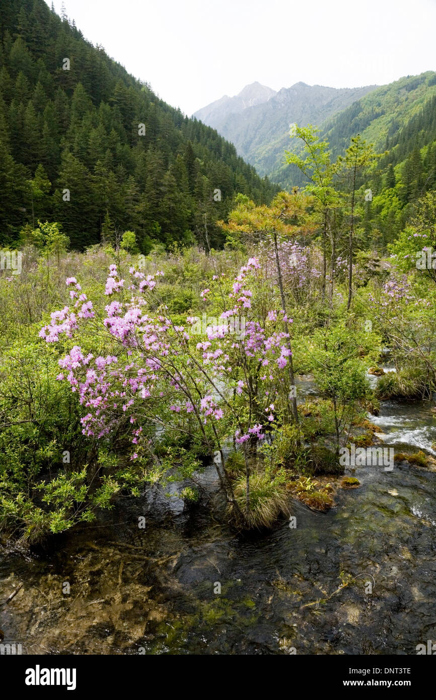 Wildflowers / wild flowers & famous landscape in Jiuzhaigou Valley ...